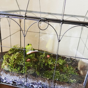 Live Sheet Moss for Terrariums, Vivariums, Moss Gardens - Etsy