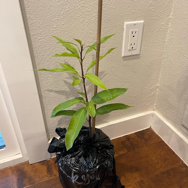 Heliotrope Marino Blue - 1 Plants - 1 Feet Tall - Ship in 1 Gal Pot - Etsy