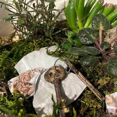 2 Pack Pixie Cup Live Lichen Moss for Terrariums Fairy Gardens Bonsai ...