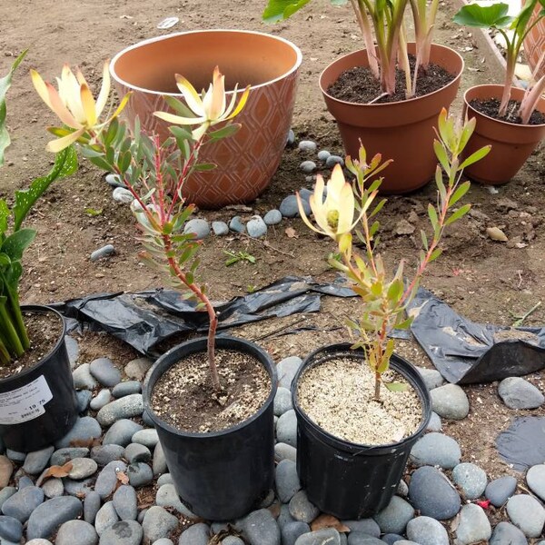 ONE Leucospermum Tango Pincushion 5gal Potted Plant Protea South Africa ...