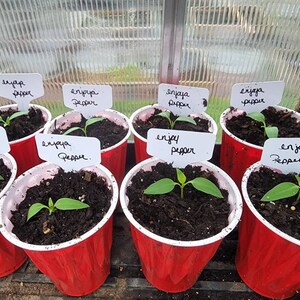 Dracaena Draco dragon Tree Seeds - Etsy