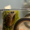 Zen Garden With Perch Jumping Spider Enclosure, Sling Jumping Spider ...