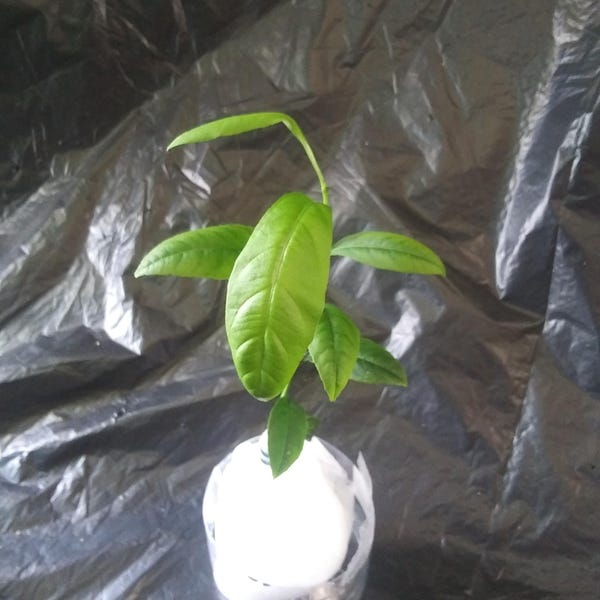 Meyer Lemon Seedling. Live Lemon Tree Sapling. Starter Plant From Seeds ...