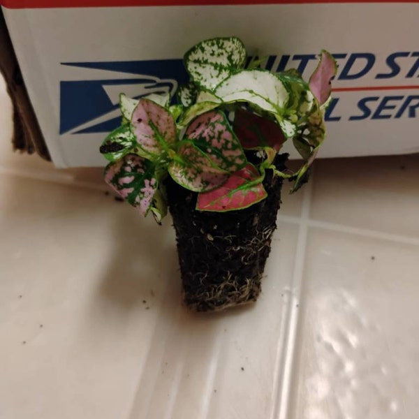 Hypoestes Mix “color Splash” Starter Plant **(ALL Plants Require You to ...