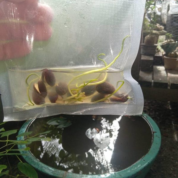 50pcs Pink Pooh Sunflower Seeds | Unique Pink Blooms | Non-gmo ...