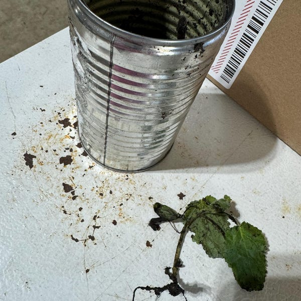 Sugar Maple Saplings up to 48 Inches - Etsy