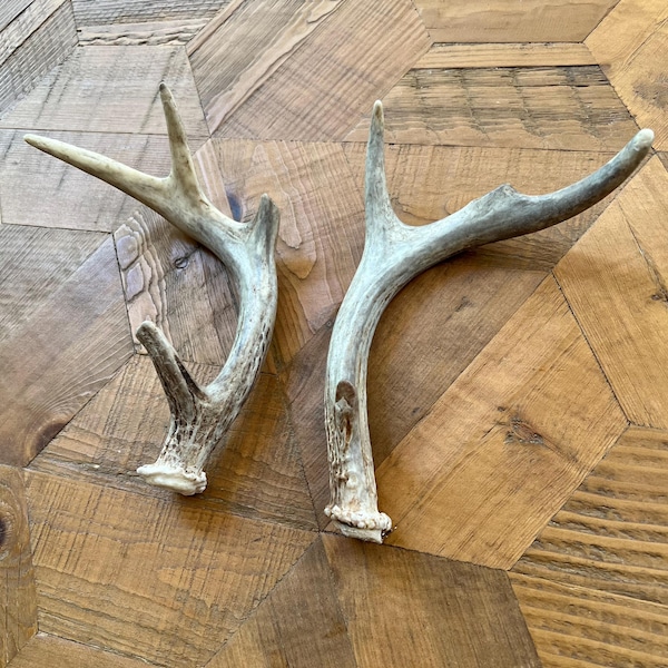 Bulk Deer Antlers Naturally Shed Real Whitetail Deer Antler Craft Grade ...