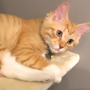 Cat ID tag with Cat Name Tag ID Tag for Cats Stainless | Etsy