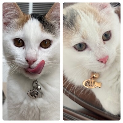 Cat ID Tag With Cat Name Tag ID Tag for Cats Stainless Steel Fish Tag ...