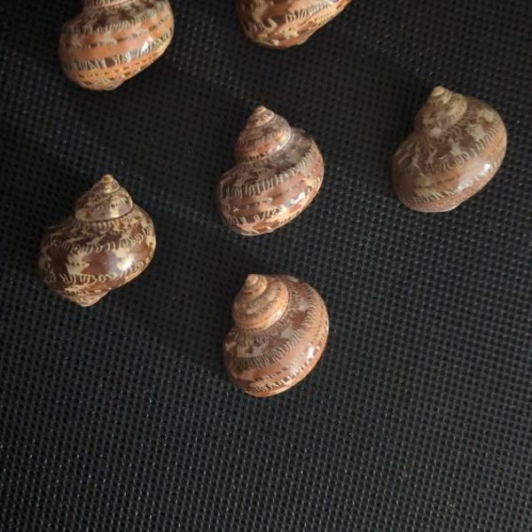 Tapestry Turbo Shells: Petholatus Seashells for Beach Wedding Decor - Etsy