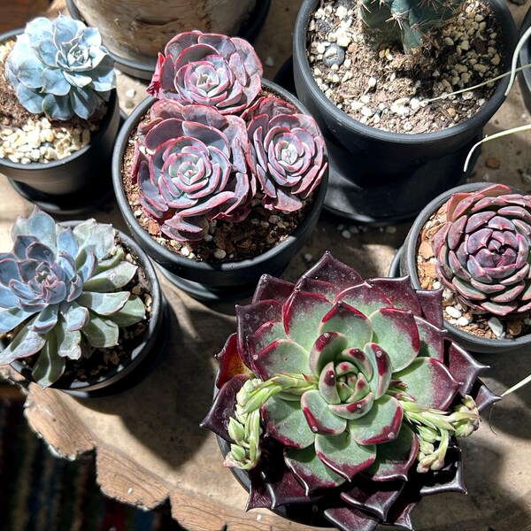 4,5"echeveria Pushke Rare Korean Succulent - Etsy