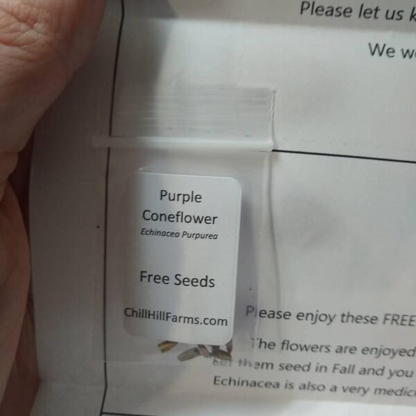 Shiny Blueberry | 25 Seeds | Vaccinium Myrsinites | Organic & Non-gmo ...