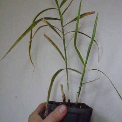 Peppermint Stick Grass GIANT Arundo Donax Variegated White Grows 12 ...