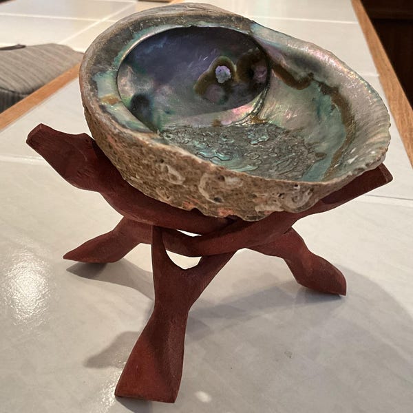 Beautiful Large Humpback Cowrie Shell cypraea Mauritiana 2.5 3 Beach ...