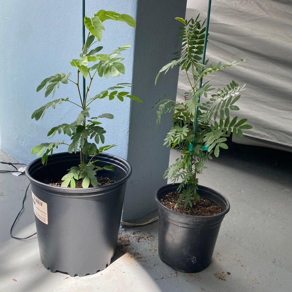 Powder Puff Pink SURINAM Tree Live Plant Rose Cascade Calliandra ...