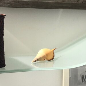 Imperial Volute Conch Shell Horn Spikes Unique Large Display | Etsy