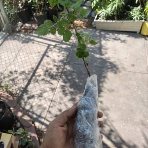 1 Dwarf Fig Little Ruby™. Zones 7-11. Perfect as Potted Plant. - Etsy