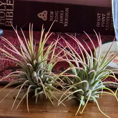 Araujei Open Form Air Plant Can Grow to Be 1ft Long - Etsy