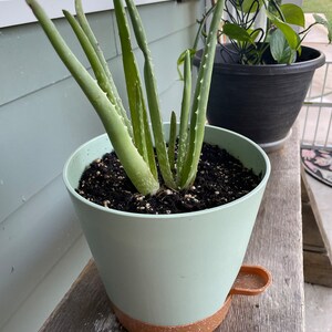 Tillandsia Stricta Iridescent Air Plants - Etsy