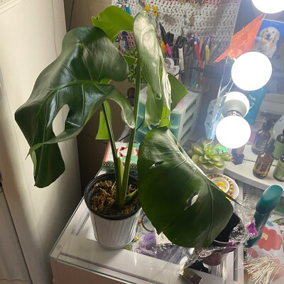 Monstera Deliciosa Cutting Tropical Split Leaf Plant Indoor & Outdoor ...