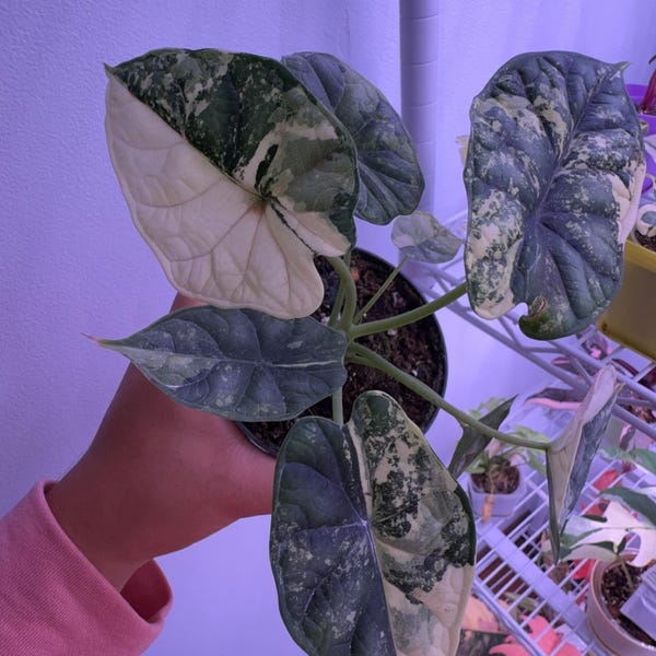 Live House Plant Bloom Fuchsia African Violet Harmonys vat Real Life ...