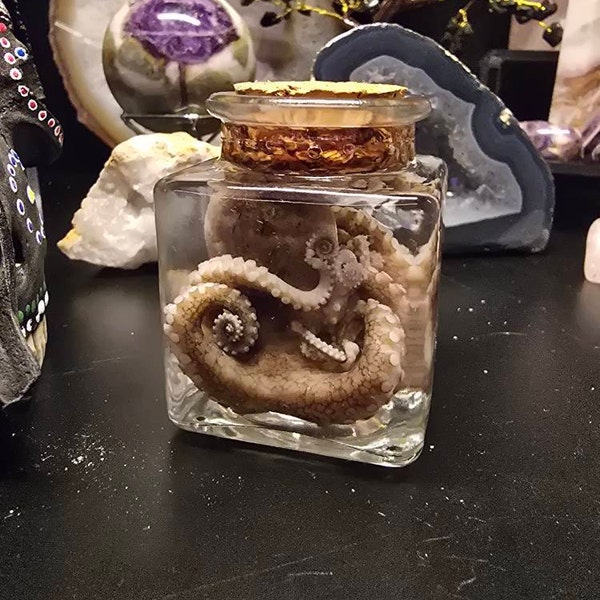 Cute Red Baby Octopus in a Jar Wet Specimen - Ethically Sourced ...