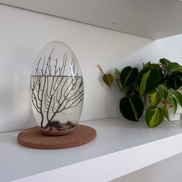 Large Shrimp Ecosphere - Closed Aquatic Ecosystem (glass, Natural ...