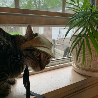 Ready to Ship. Classic Cat Hat. Cap for Cats and Kittens. Yellow ...