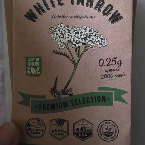 Cape Forget-me-not Seeds Pack 3G - Over 1,400 Non GMO Heirloom Cape ...