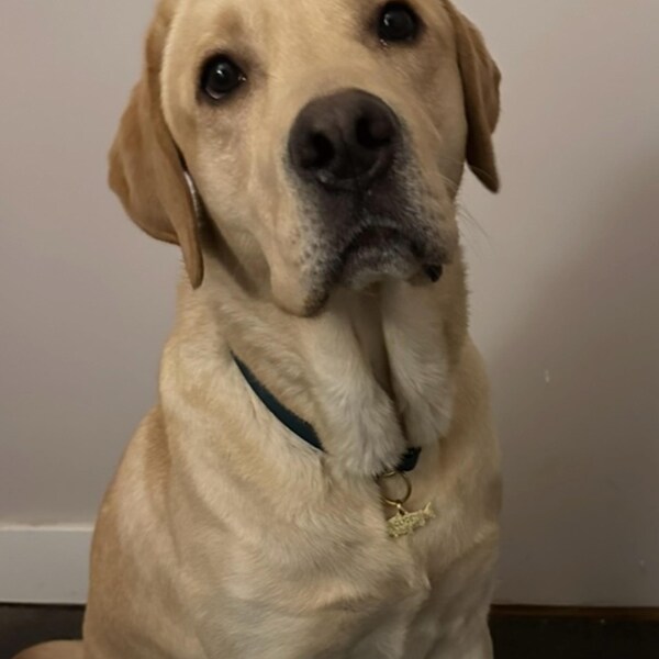 Cemetery Dog Tag Ghost Dog Tag Halloween Dog Tag Crow Raven Dog Tag Pet ...