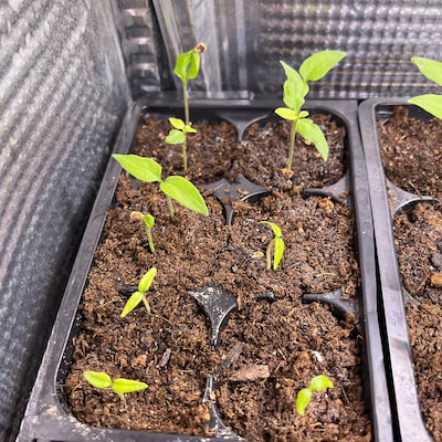 Korean Gochu Pepper Seeds - Etsy