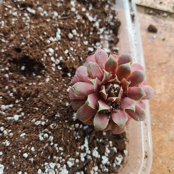 Royal Ruby Hen and Chicks - Sempervivum - Etsy