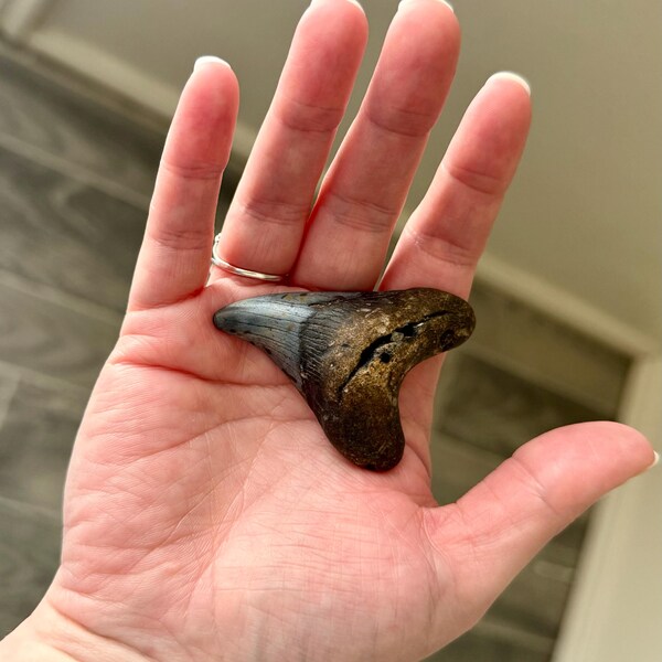 Megalodon Tooth - 4.17 Inches. Real Fossil Megalodon Shark Tooth ...