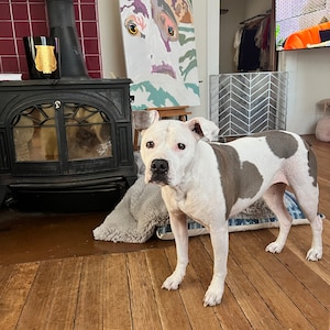 Modified Hoxsey With or Without Boneset - Etsy