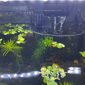 Floating Plant Corral Self Leveling Free Mystery Plant - Etsy