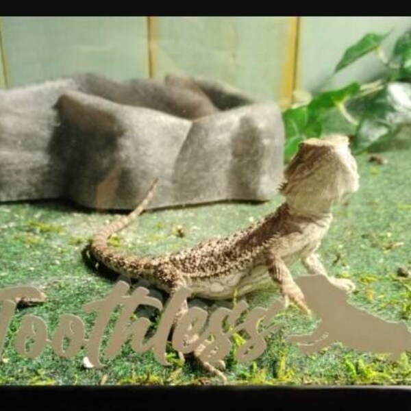 Rat Dress for Rat Crochet Dress for Pet Rat Sweater for Fancy Rat ...