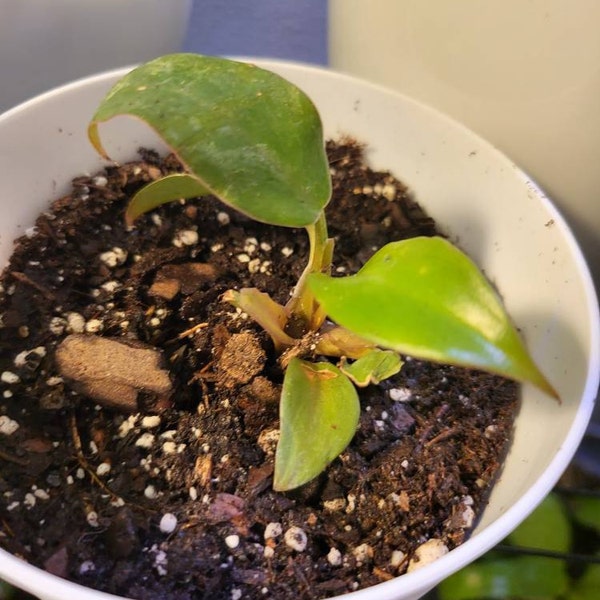 Philodendron Royal Queen Starter Plant ALL STARTER PLANTS Require You ...