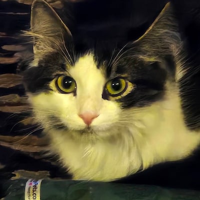 Ravioli Catnip 5 Pack FIVE 5 Playful Assorted Cat Toys, Gift for Cat ...