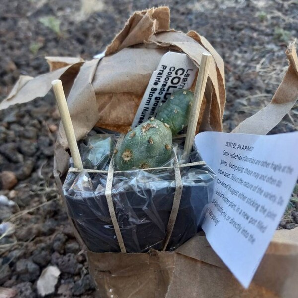 OP027: Opuntia Debreczeyi 'alberta Sunset' (spineless Cat's Paw Cactus ...