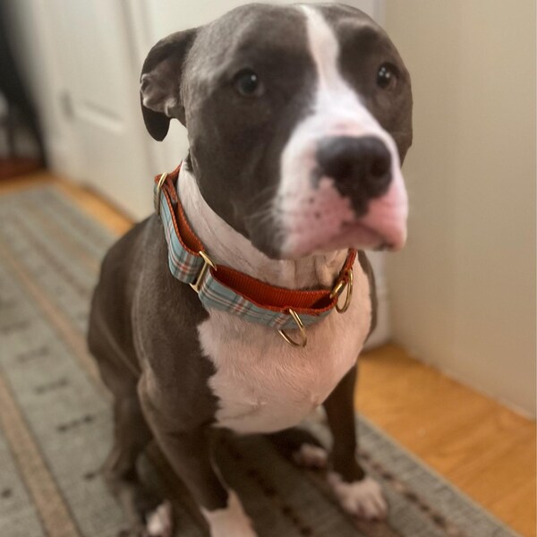 Biothane Tab or Bringsel Pick Your Color 1/2 Wide Heavy Weight, 8 Long ...