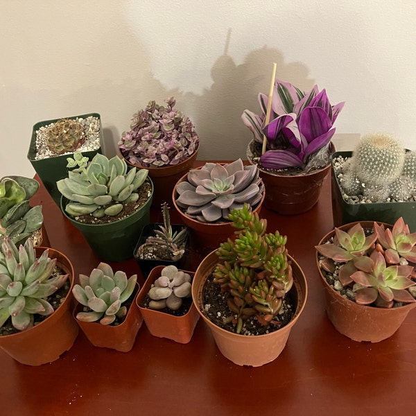 Pachyveria Draco, Pink Succulent, Live Plant in 4'' Pot - Etsy