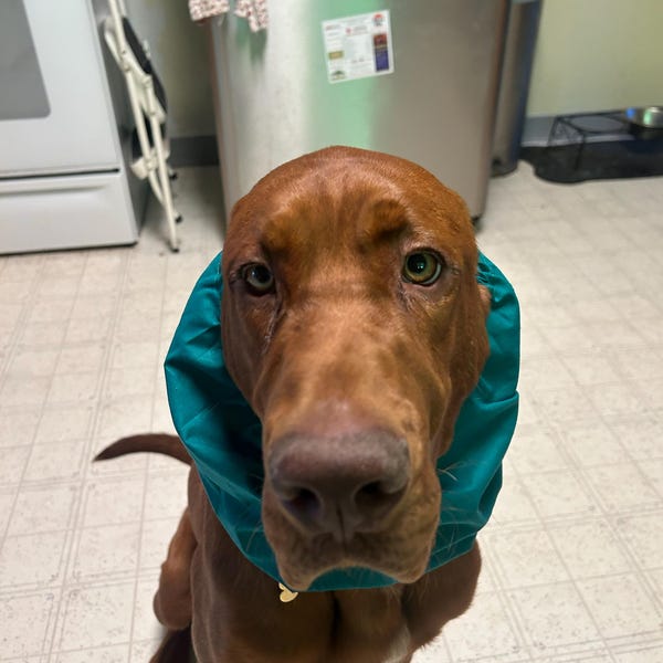 Waterproof Dog Snood | Cocker Spaniel Snood | Basset Hound Snood ...