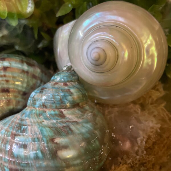 Seashell Large Polished Pearl Turbo Shell [3.5 - 4"] Sold Individually ...