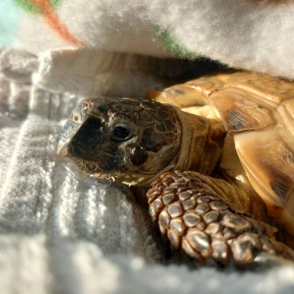 Ferret Handcrafted Polymer Clay Stud Earrings, Fimo Ferret Forest Wild ...