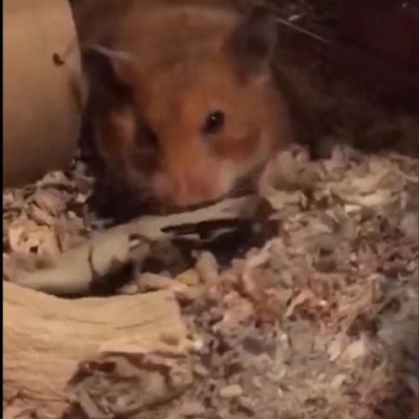 Gourmet Animal Protein Mix for Hamsters, Gerbils, Mice, & Rats ...