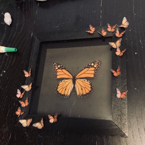 Rare Regal Swallowtail butterfly framed Papilio rex | Etsy