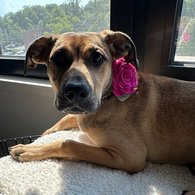 Rifle Paper Co Print Dog Collars 9 Cute Floral Trendy Patterns No ...