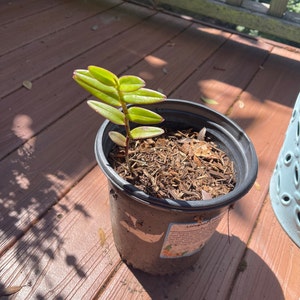 Organic Red PIGEON PEAS Gunga Pea 50 Seeds Cajanus Cajan Gandul Lazaro ...