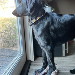 Treeline Dog Collar Trees Forest Nature Outdoors - Etsy