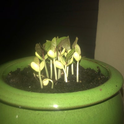 Purple HYACINTH BEAN Vine Trellis Plant 20 Seeds Thomas Jefferson ...